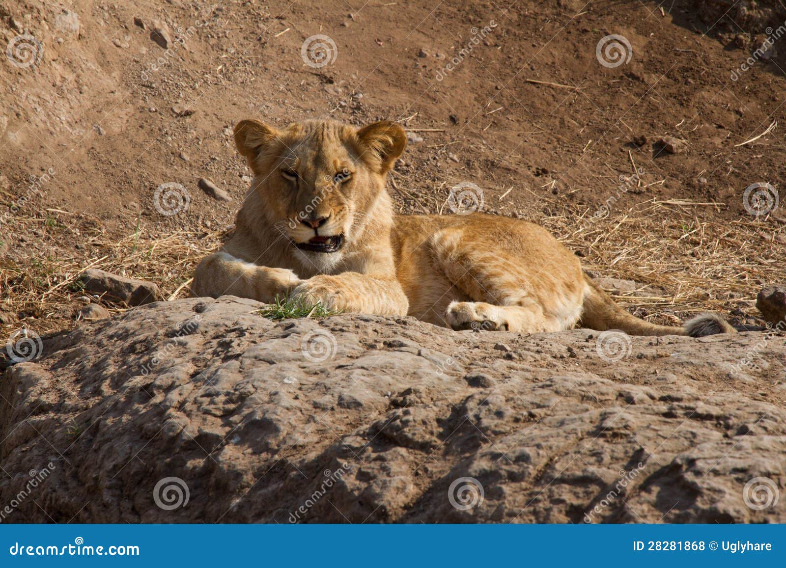 Annoyed lion stock photo. Image of yellow, dissatisfied - 28281868