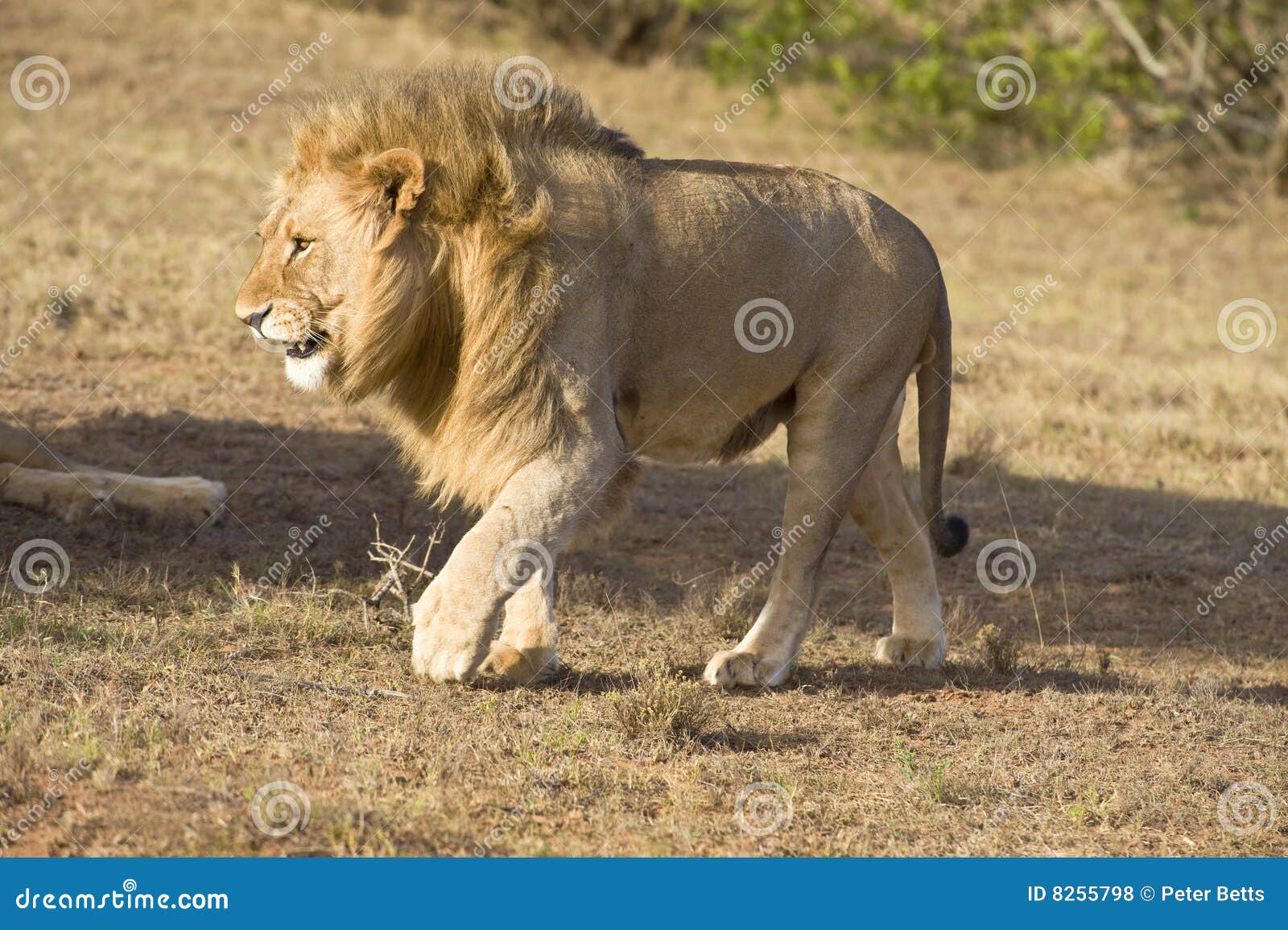 Annoyed Lion Picture. Image: 8255798