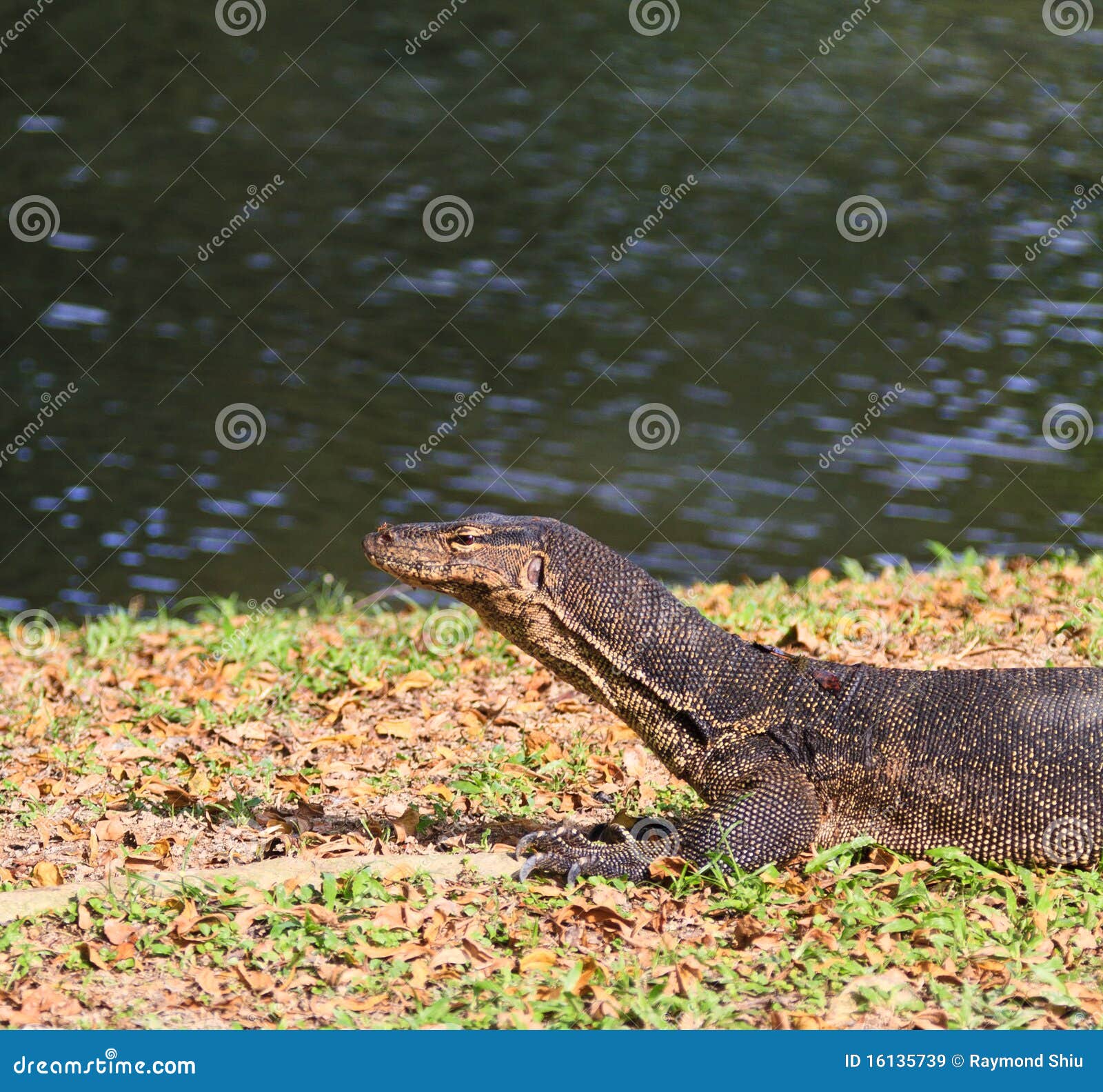 Annoyed Monitor Lizard stock image. Image of reptile - 16135739