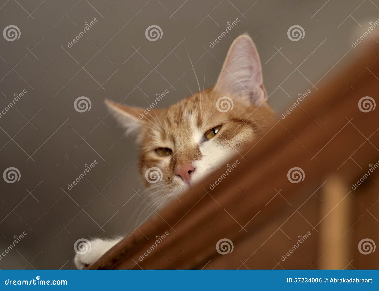 Annoyed Red Cat on the Cupboard, Cat Face, Cat Eyes Stock Photo - Image ...