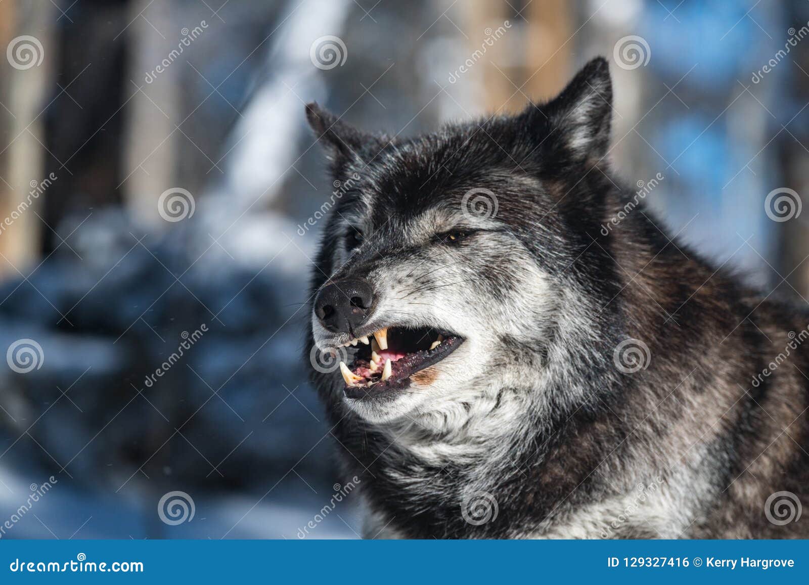 An Annoyed Timber Wolf Snarl Stock Photo - Image of human, predator ...