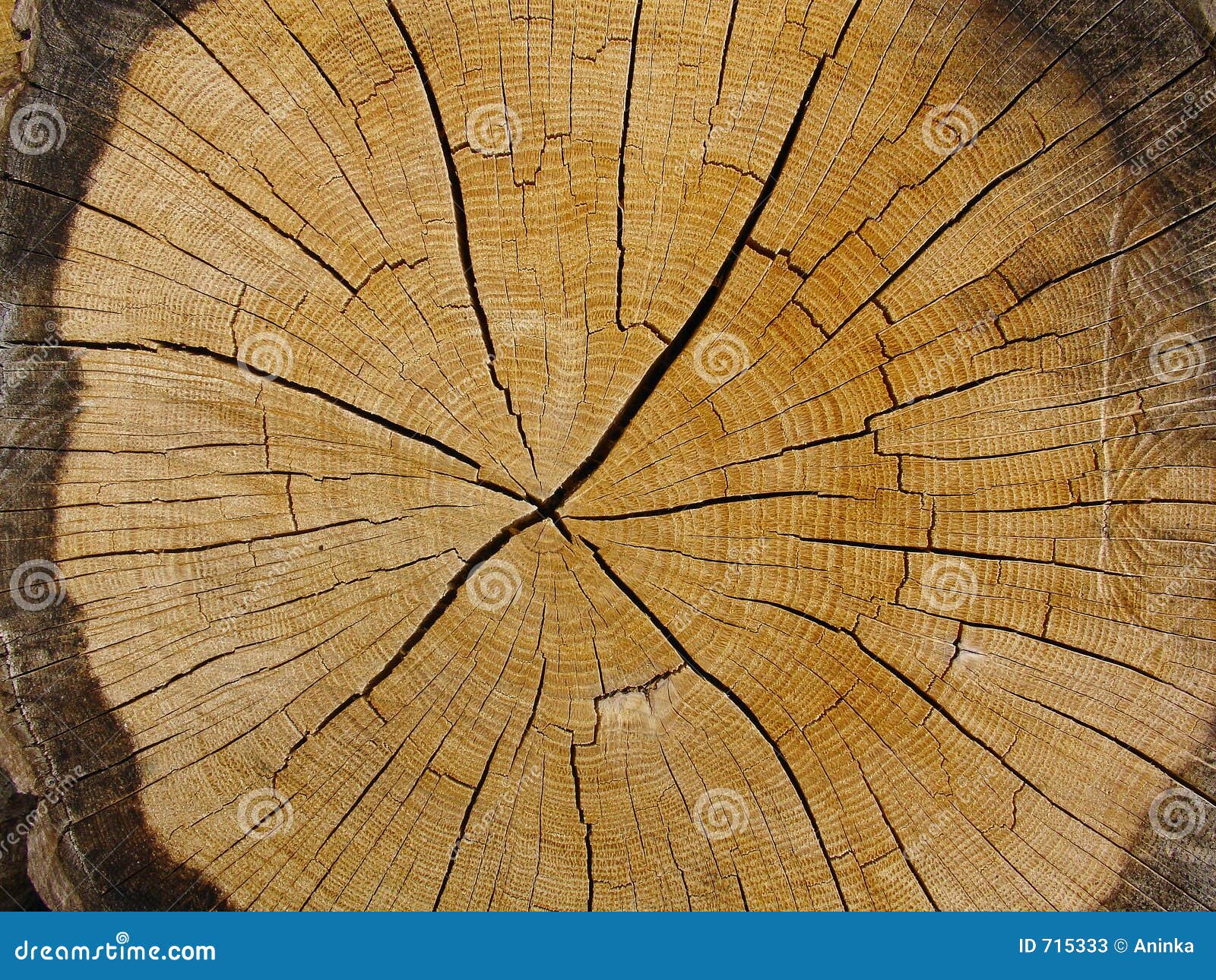 Annual 2 stock image. Image of texture, abstract, ancient - 715333