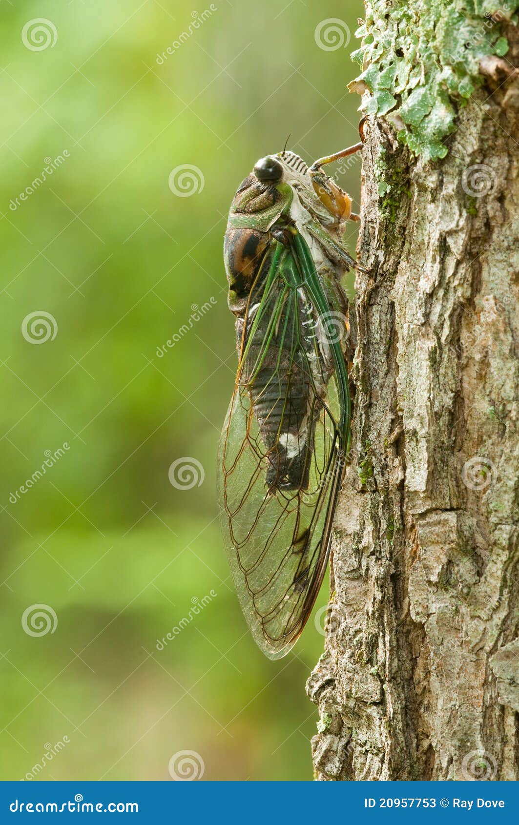 Annual cicada on tree stock image. Image of noisy, insect - 20957753