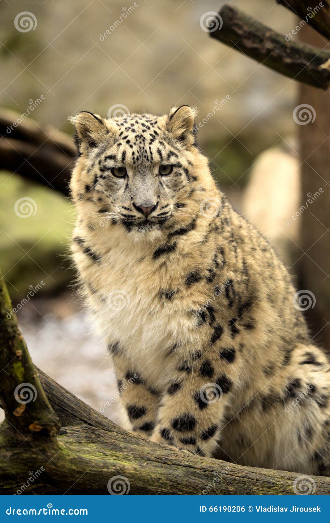 Annual Cub Snow Leopard, Uncia Uncia, Portrait. Stock Photo - Image of ...