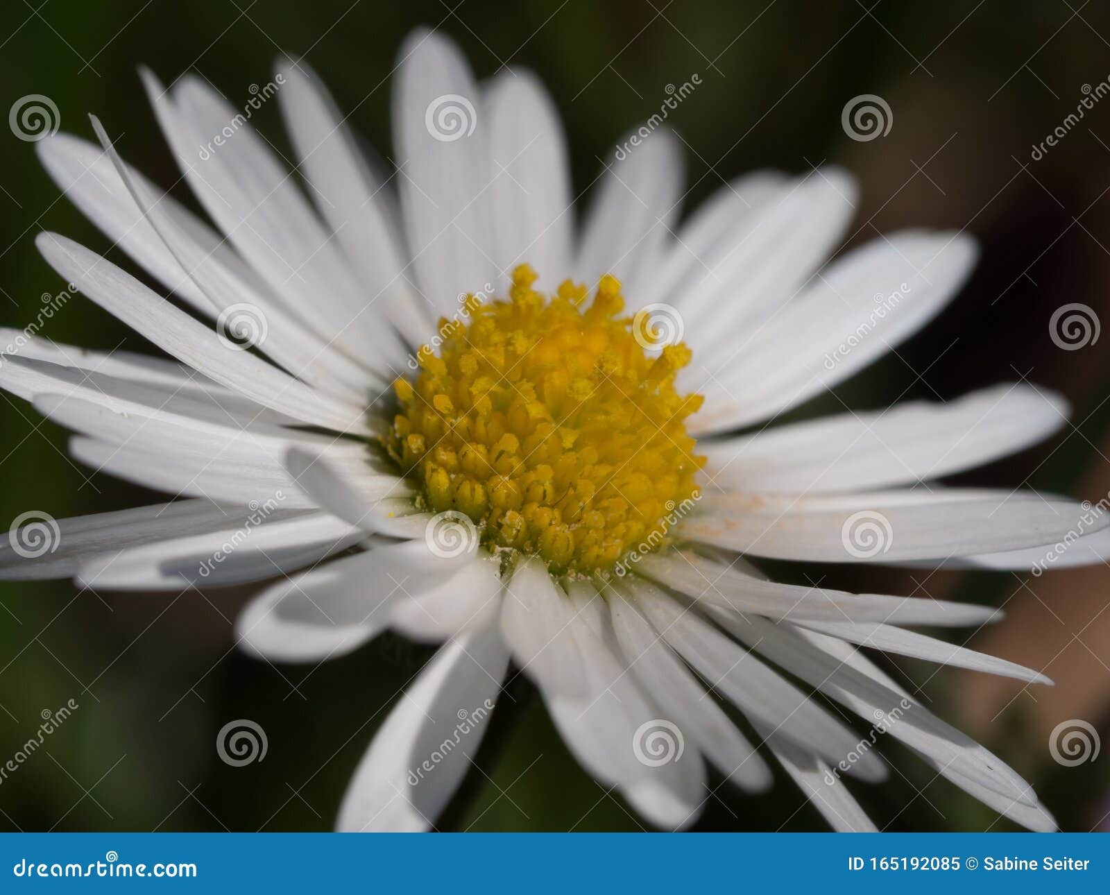 Annual daisy close up stock image. Image of beauty, blooming - 165192085