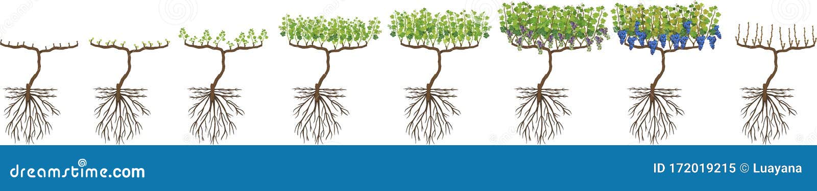 Annual Growth Cycle of Grapevine Stock Image - Image of grapevine ... Annual Growth Cycle of Grapevine Stock Image - Image of grapevine ...