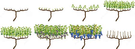 Annual Growth Cycle of Grapevine Stock Image - Image of cycle ...
