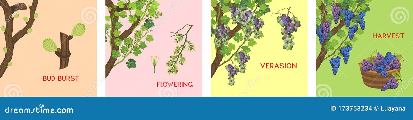 Annual Growth Life Cycle of Grapevine. Stock Vector - Illustration of ... Annual Growth Life Cycle of Grapevine. Stock Vector - Illustration of ...