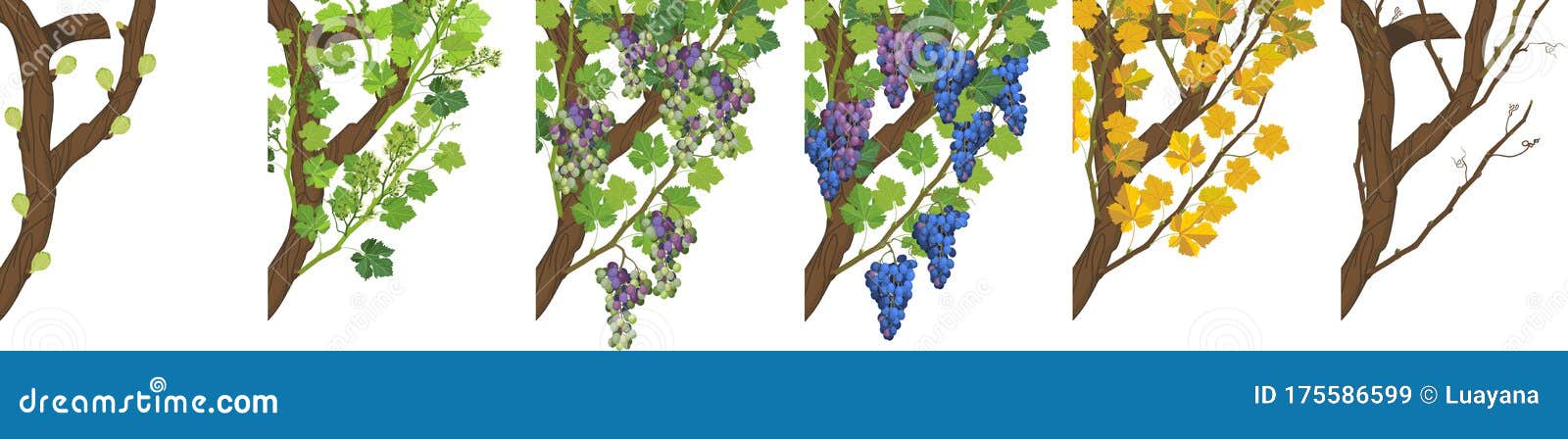 Annual Growth Life Cycle of Grapevine. Grapevine Development and ... Annual Growth Life Cycle of Grapevine. Grapevine Development and ...