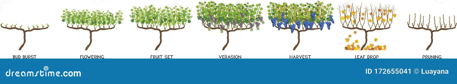 Annual Growth Life Cycle of Grapevine Isolated on White Background ...