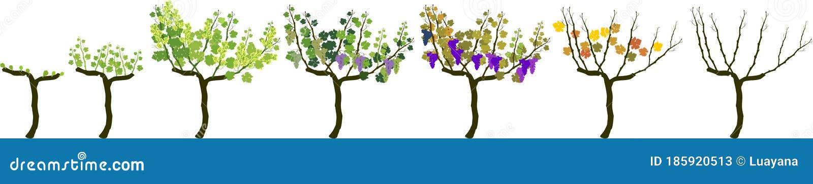 Annual Growth Life Cycle of Grapevine Isolated on White Background ...