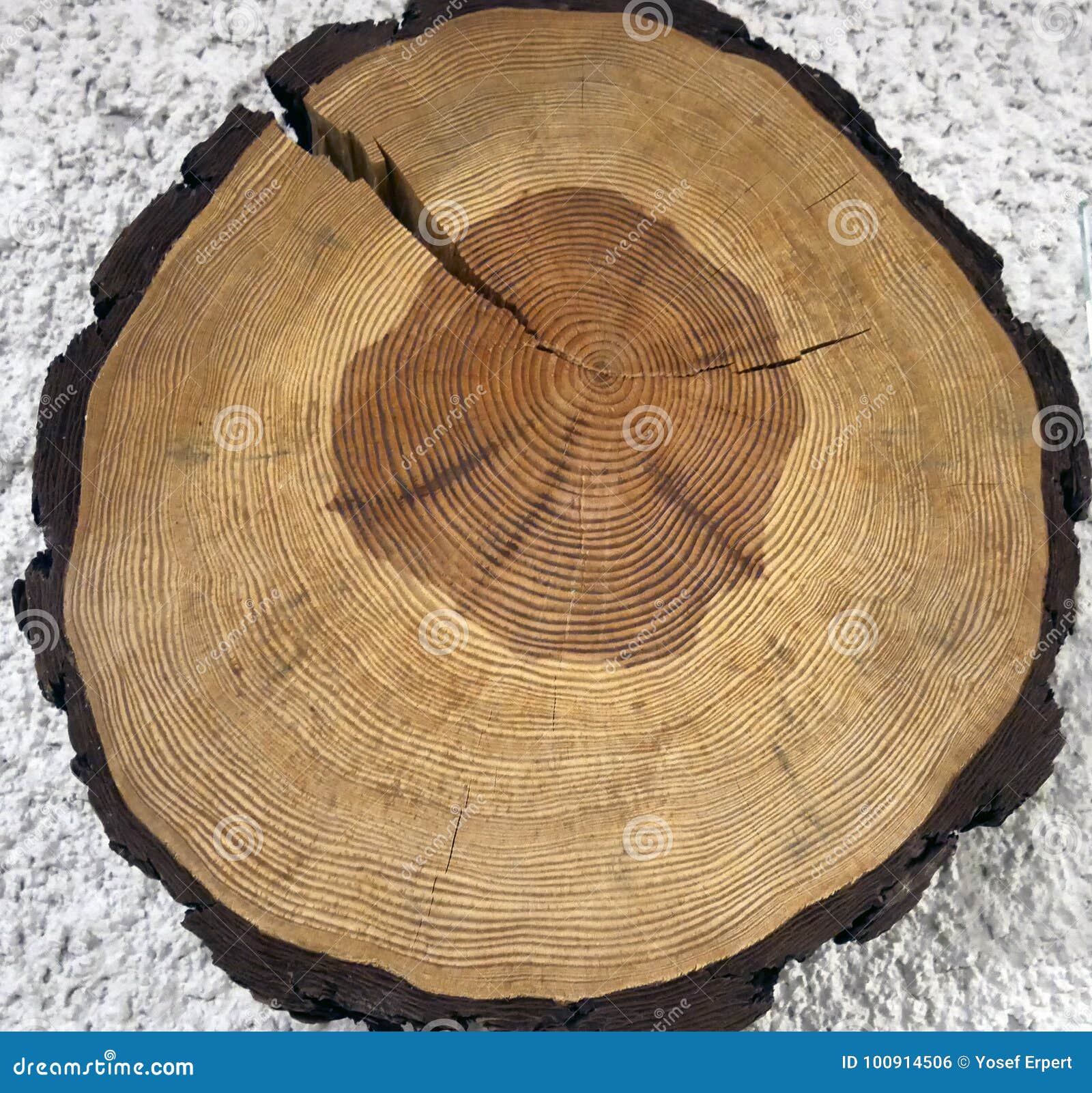 Scots pine tree stock photo. Image of annual, rings - 100914506