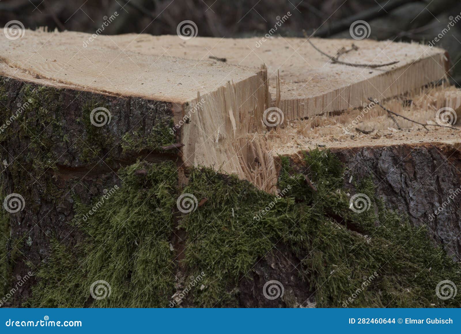Annual Growth Rings or Tree Rings Stock Photo - Image of grove, botany ...