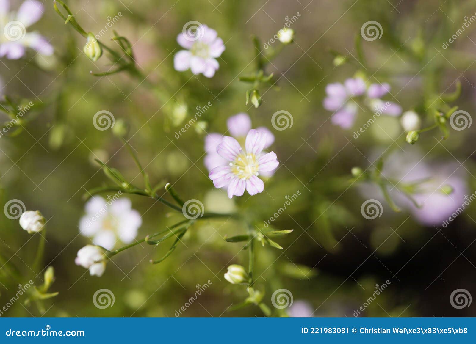 Annual Gypsophila, Gypsophila Muralis Stock Image - Image of colours ...