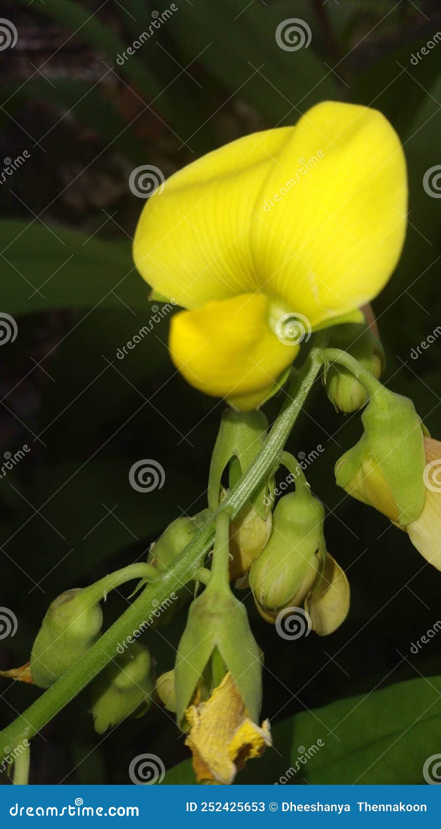 Crotalaria retusa stock image. Image of africa, yellow - 252425653