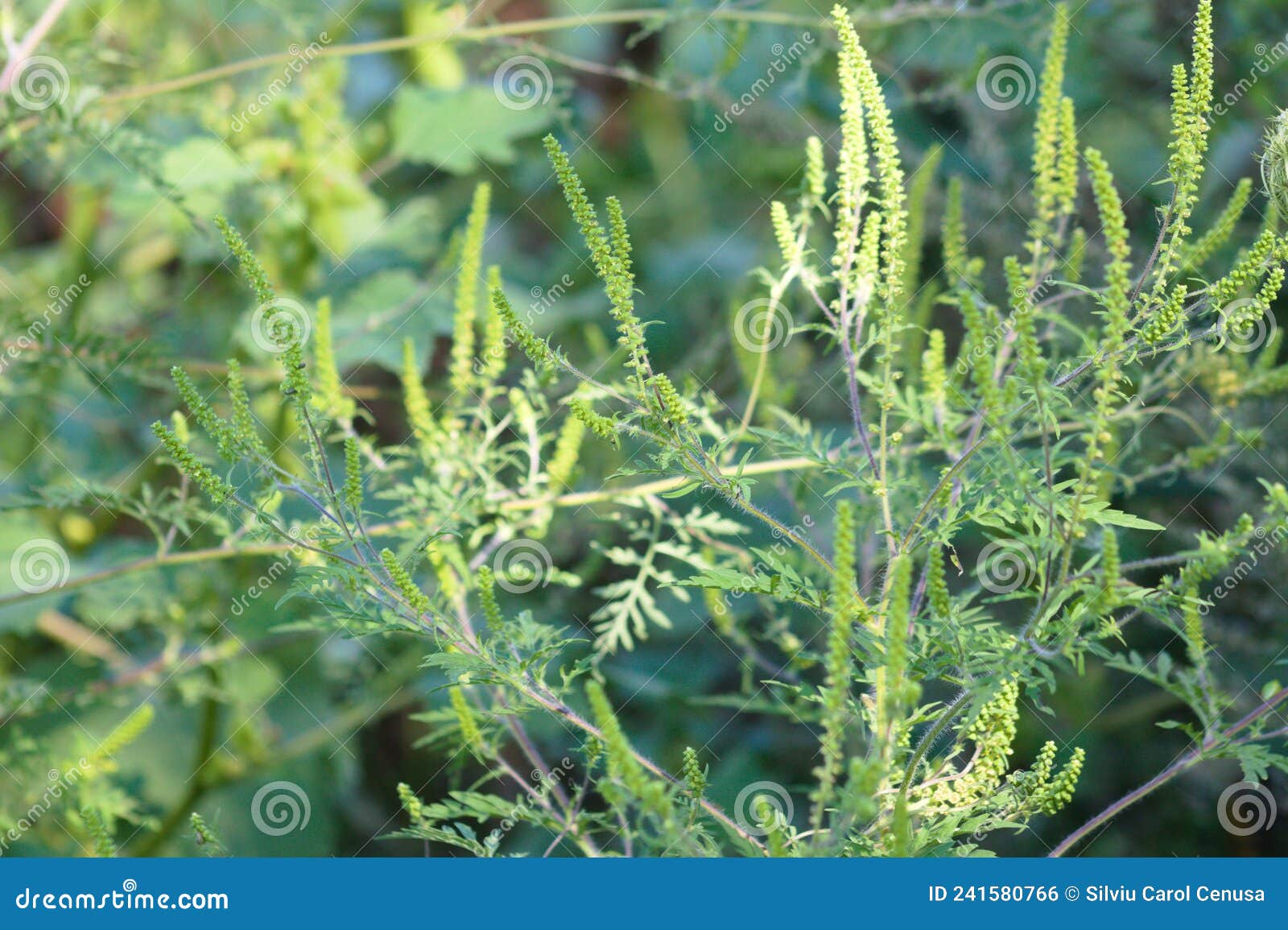 Annual Ragweed in Bloom Close-up View with Selective Focus on ...