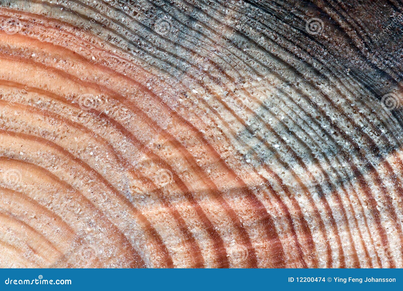 Annual rings stock photo. Image of stump, history, close - 12200474