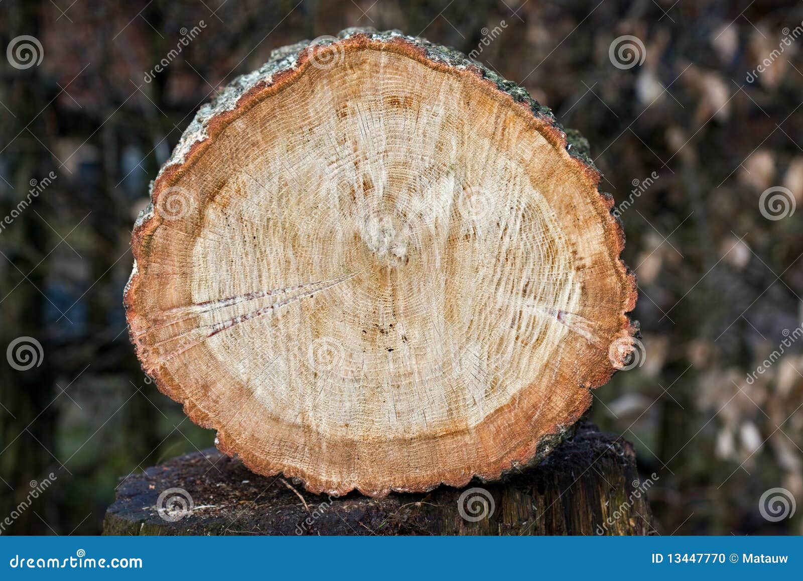 Annual rings stock photo. Image of trunk, obsolete, center - 13447770