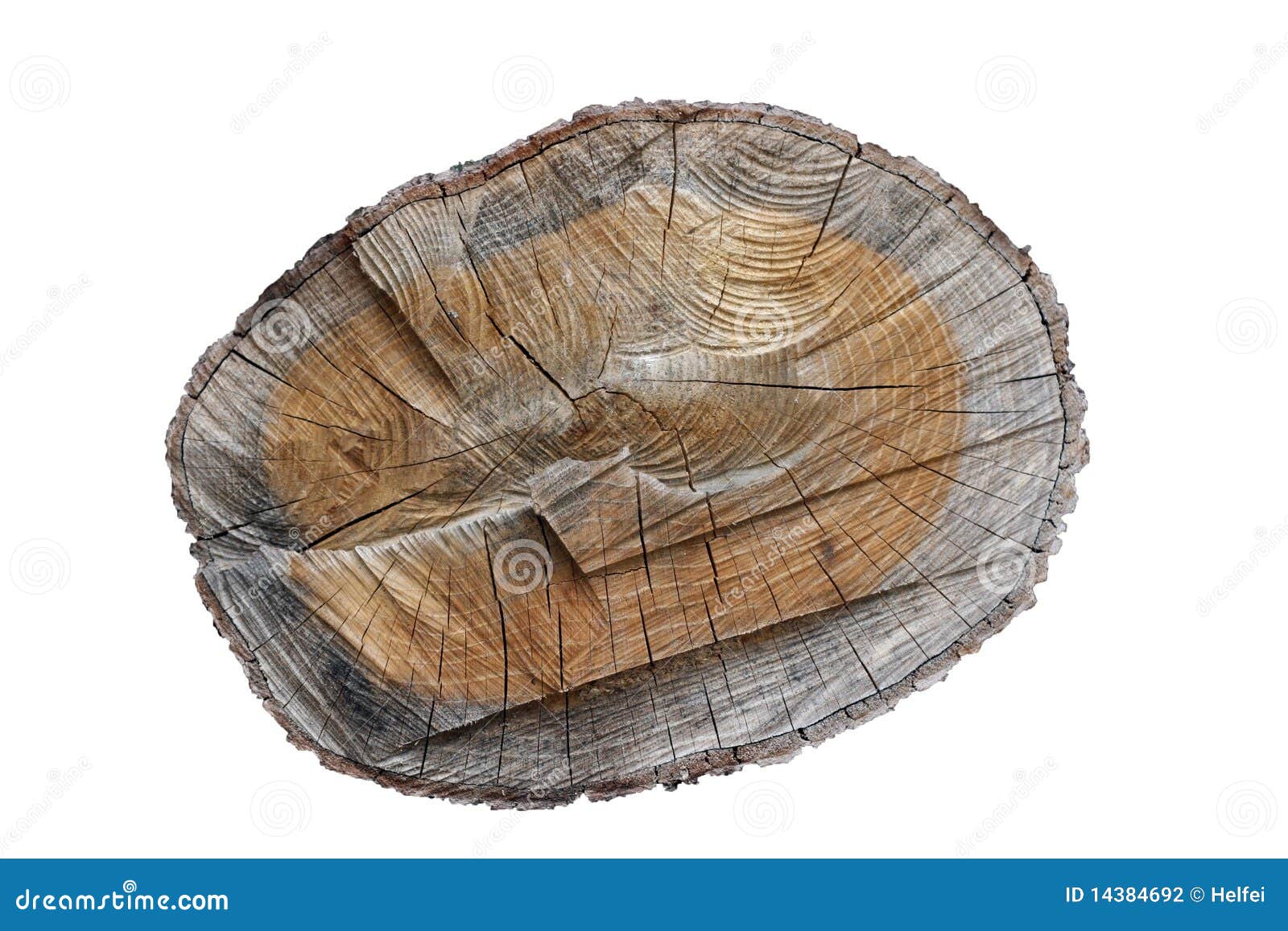 Annual rings stock photo. Image of profile, nature, branch - 14384692