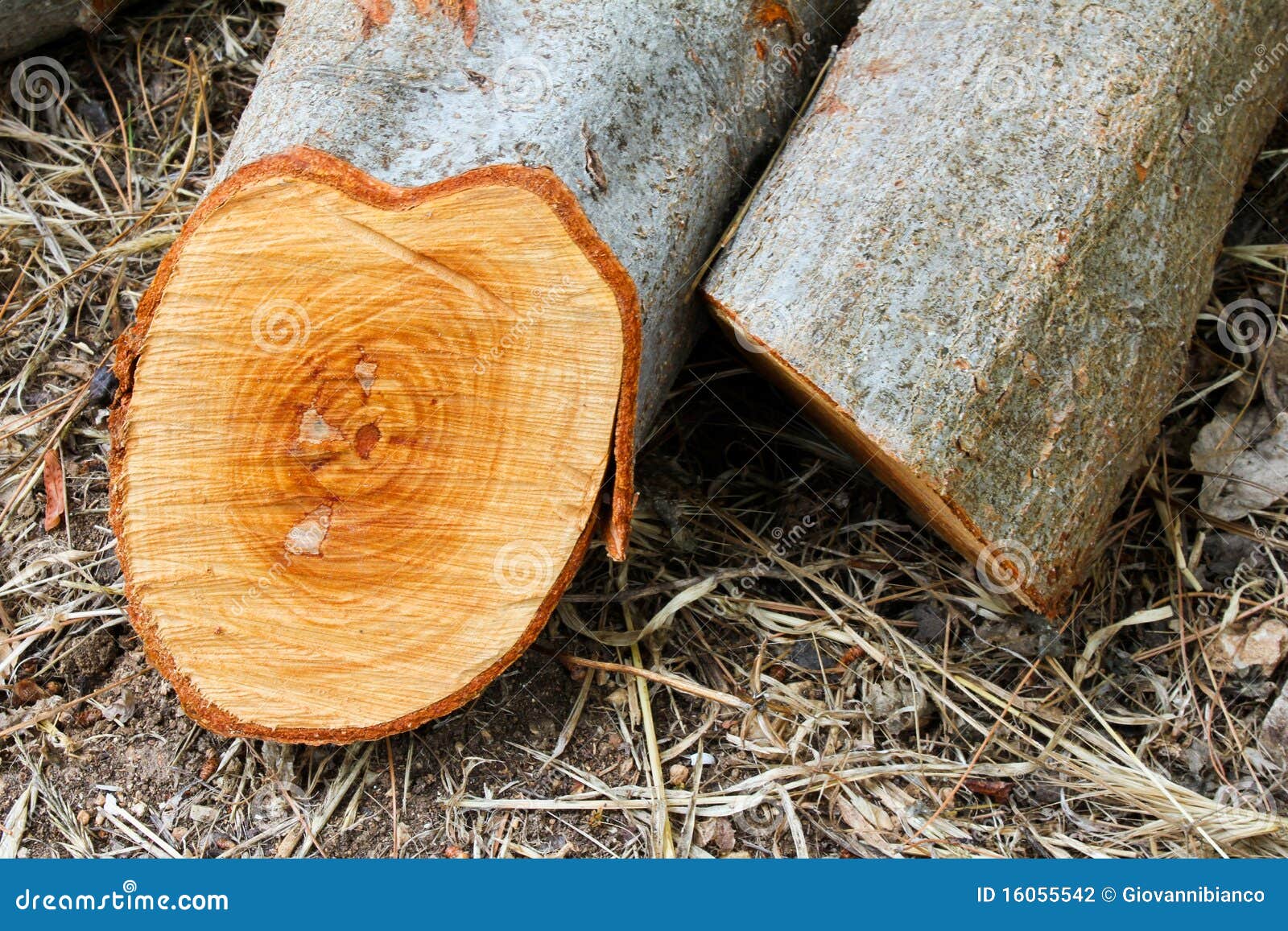 Annual rings stock photo. Image of forest, circular, annual - 16055542