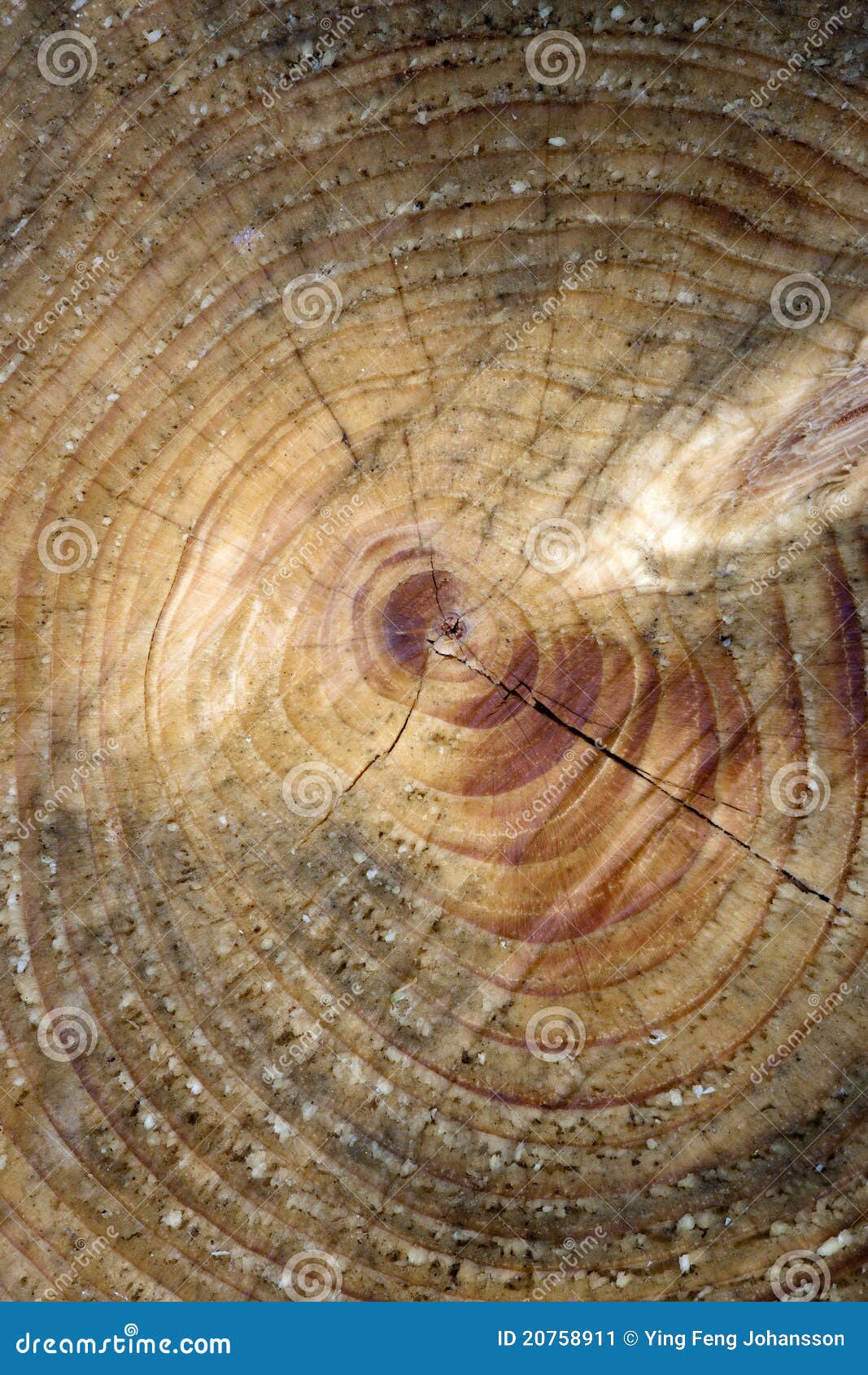 Annual rings stock image. Image of round, crack, nature - 20758911