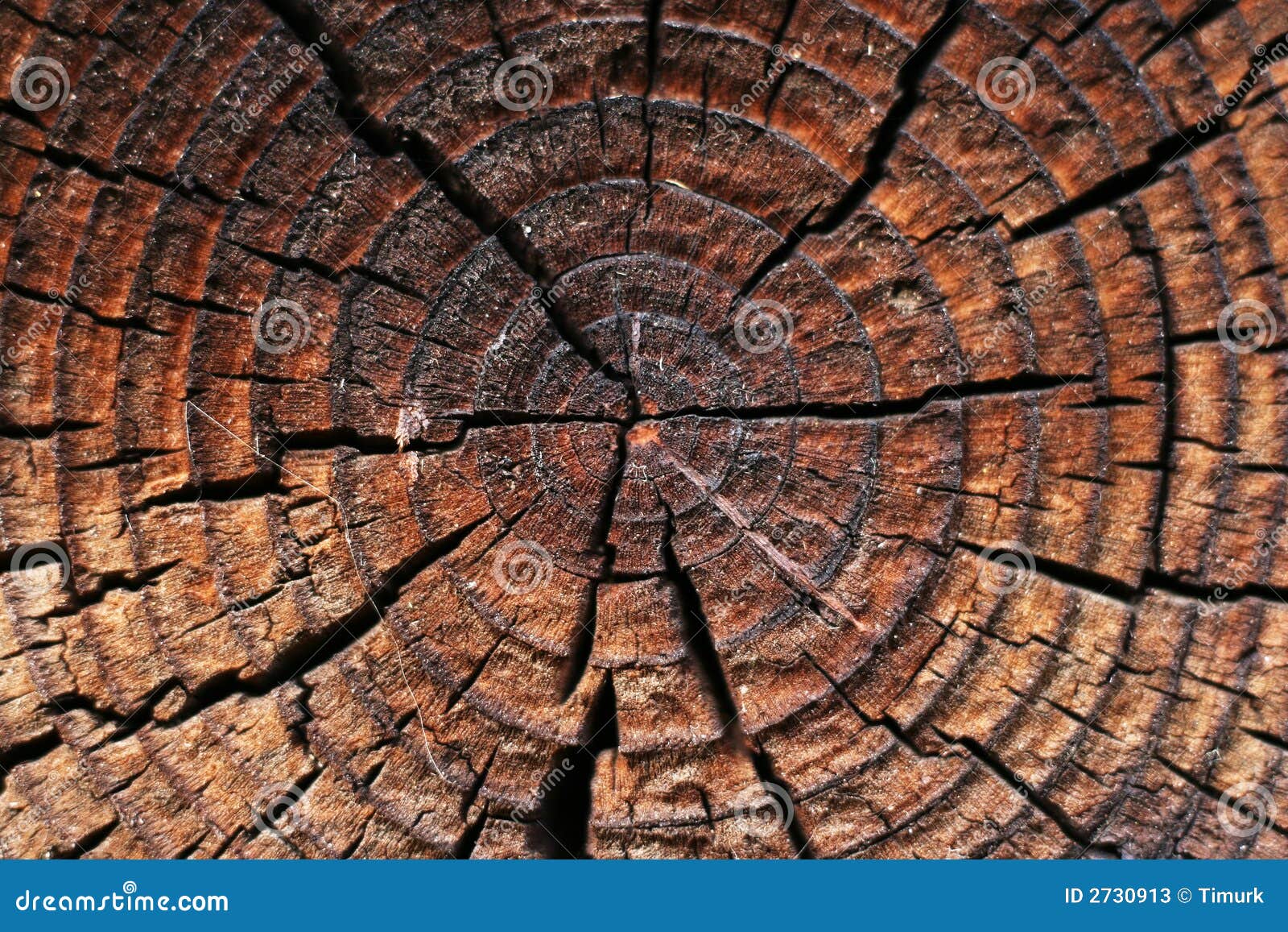 Annual Rings stock image. Image of grain, curve, macro - 2730913