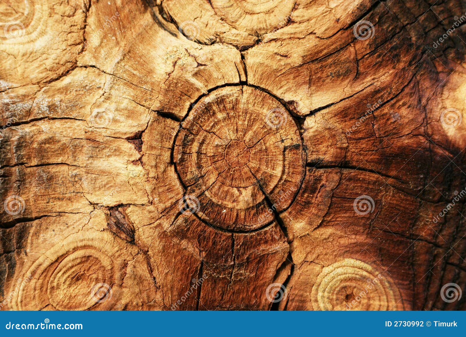 Annual Rings stock photo. Image of girder, firewood, concentric - 2730992