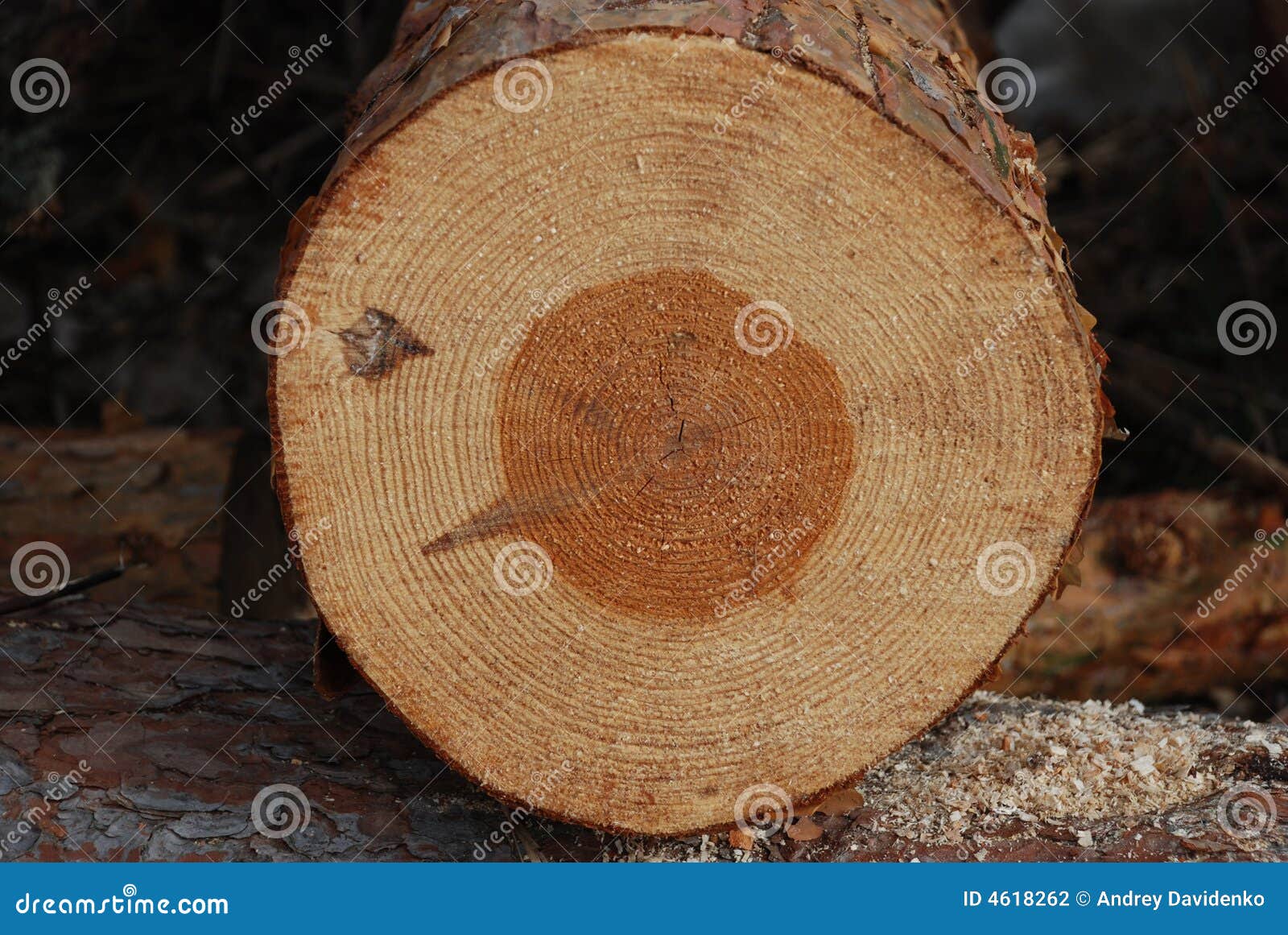 Annual rings stock photo. Image of bark, needle, forest - 4618262