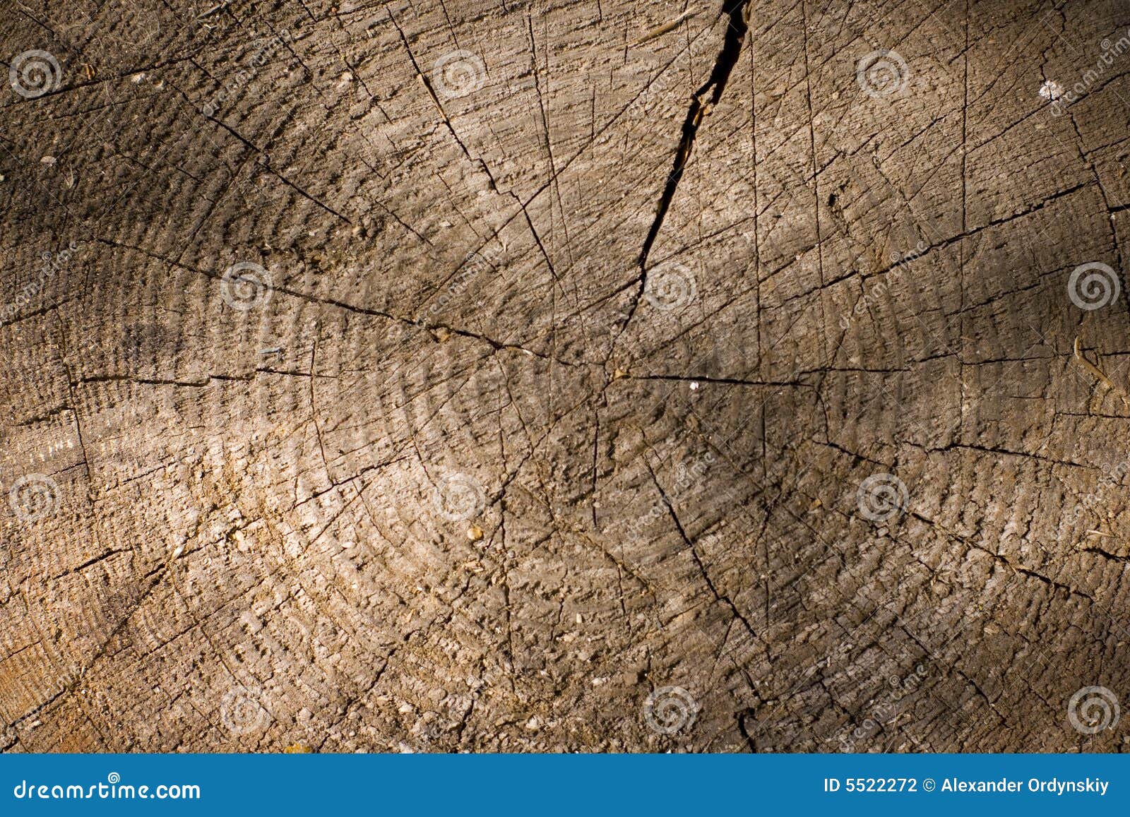 Annual rings stock photo. Image of summer, rings, ring - 5522272