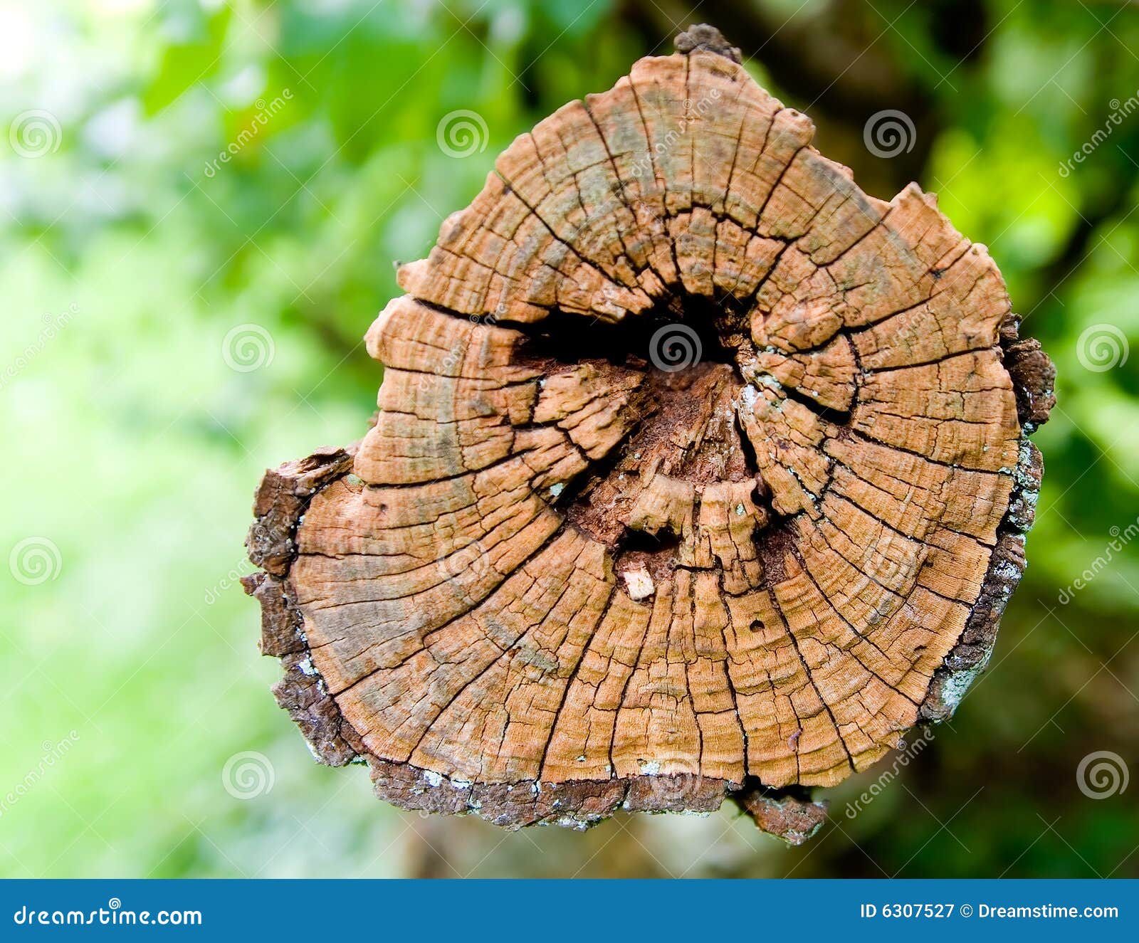 Annual Rings stock image. Image of nature, ecology, disk - 6307527