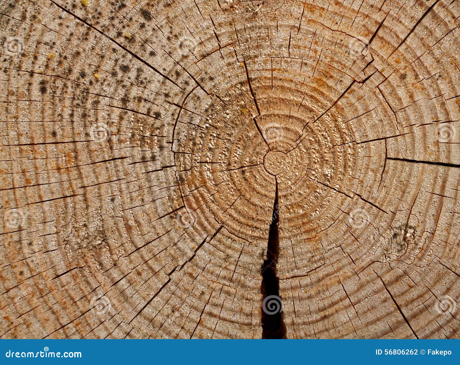 Annual Rings on a Cut Down the Trees Stock Photo - Image of tree ...