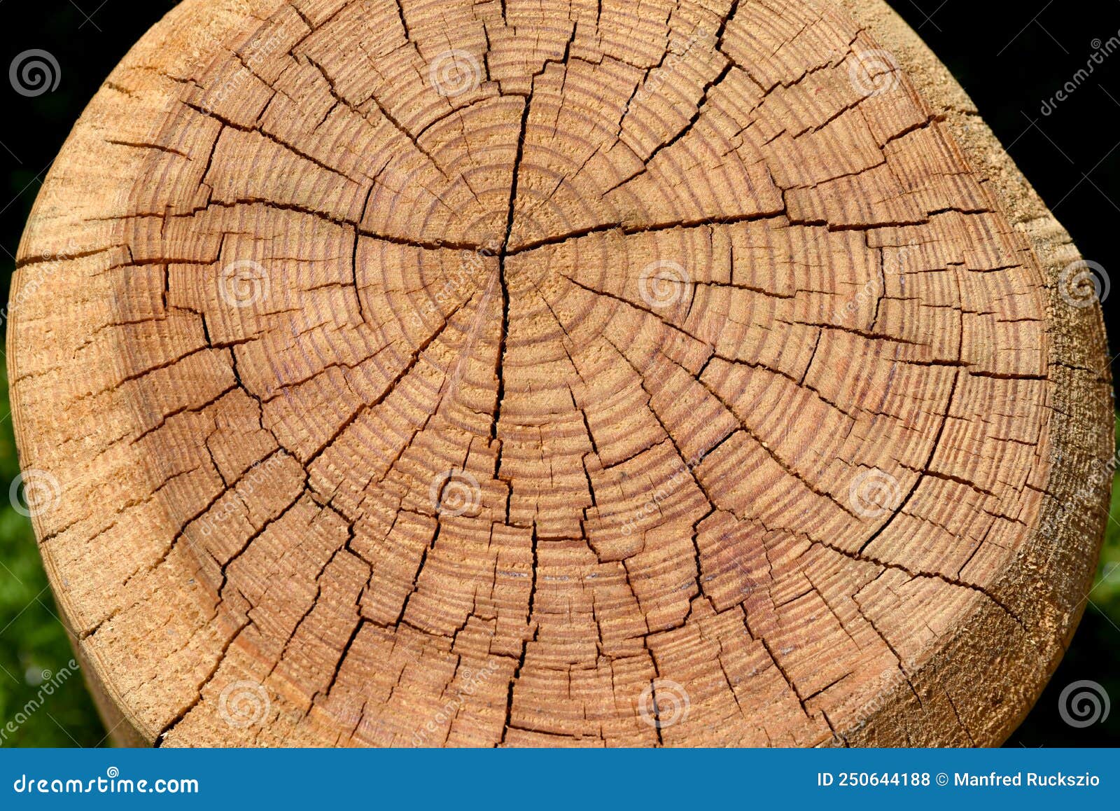 Annual rings stock photo. Image of ringshaped, cambium - 250644188