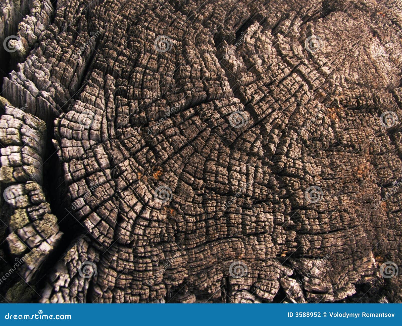 Annual Rings of an Old Tree Stock Photo - Image of stub, labyrinth: 3588952