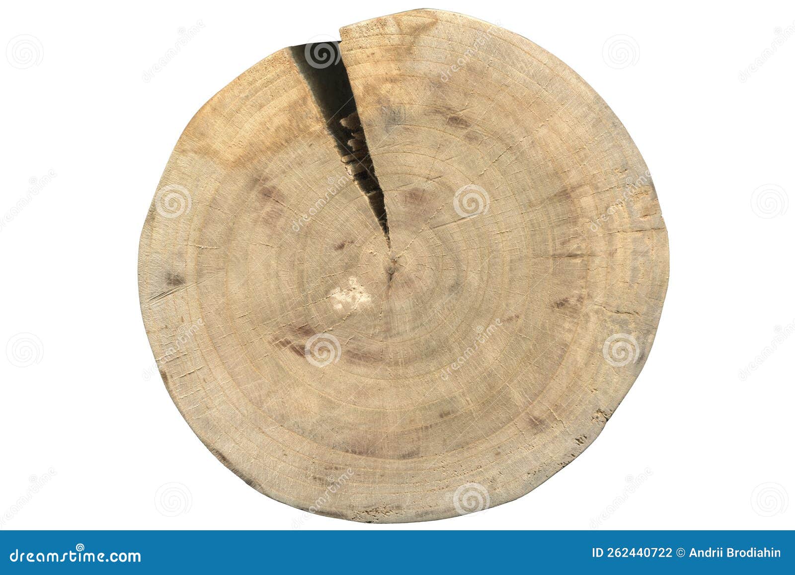 Annual Rings on a Saw Cut of a Tree Trunk. Saw Marks Stock Photo ...
