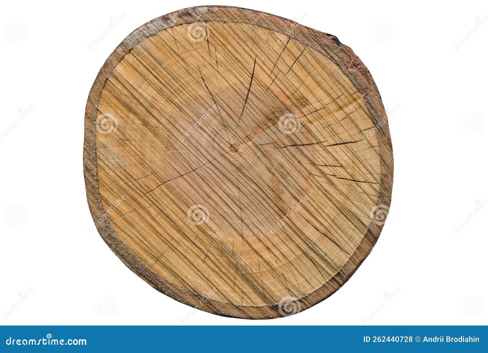 Annual Rings on a Saw Cut of a Tree Trunk. Saw Marks Stock Photo ...