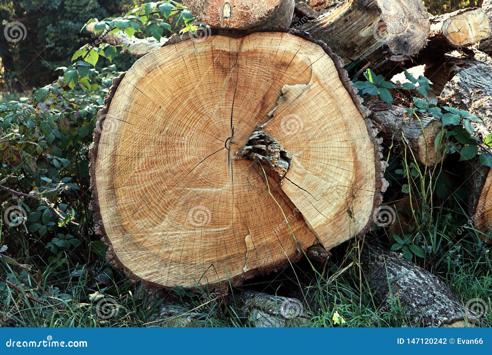 Annual Rings on a Section Cut Tree Stock Photo - Image of logger ...