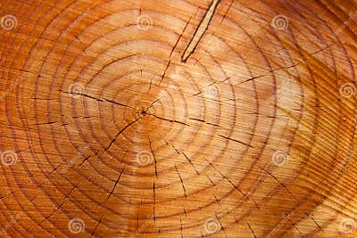 Annual Rings on a Tree Trunk Stock Photo - Image of branch, time: 18852704