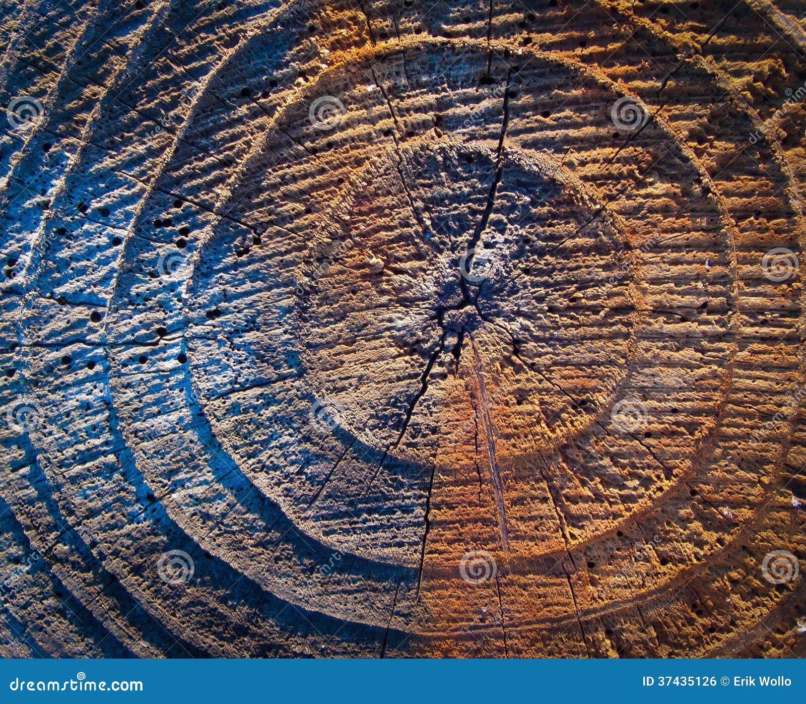 Annual Rings in a Tree Trunk Stock Photo - Image of textured, nature ...