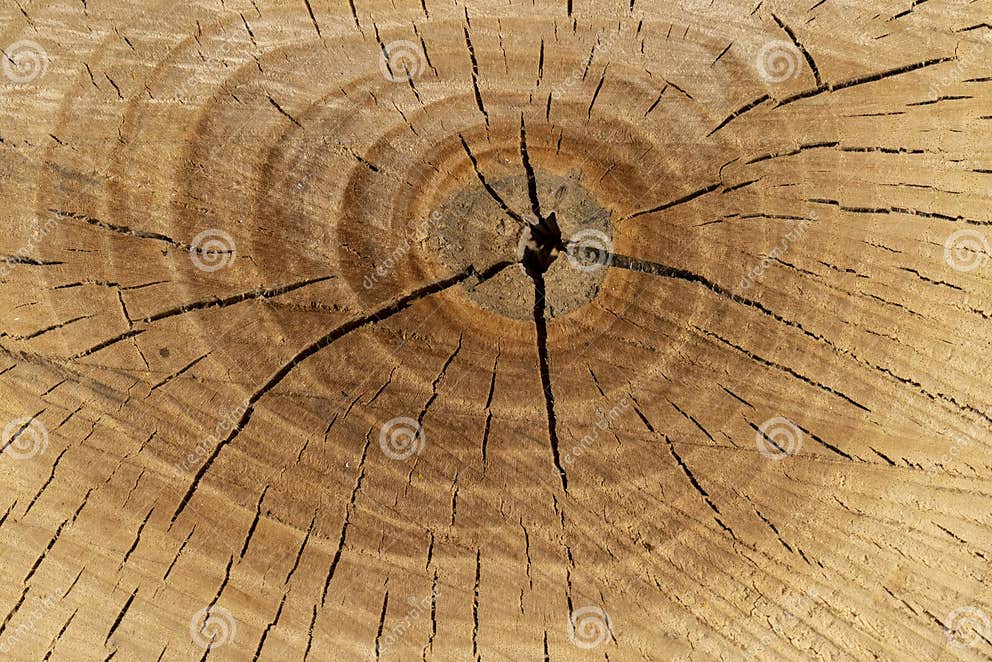 Annual Rings on a Walnut Trunk Stock Photo - Image of stump, tree ...