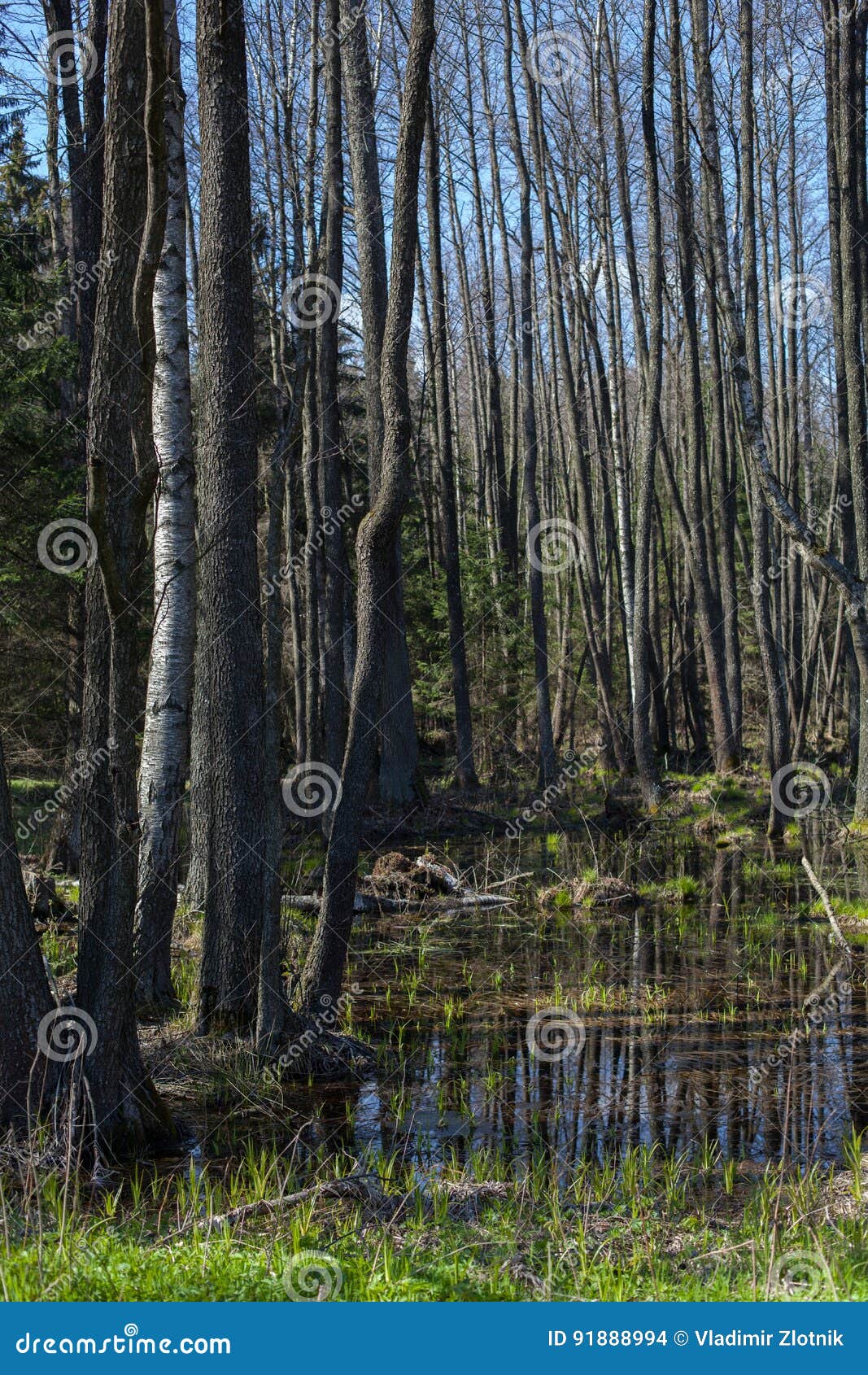 Annual Spring Floods in Belarusian Forests. Stock Photo - Image of ...