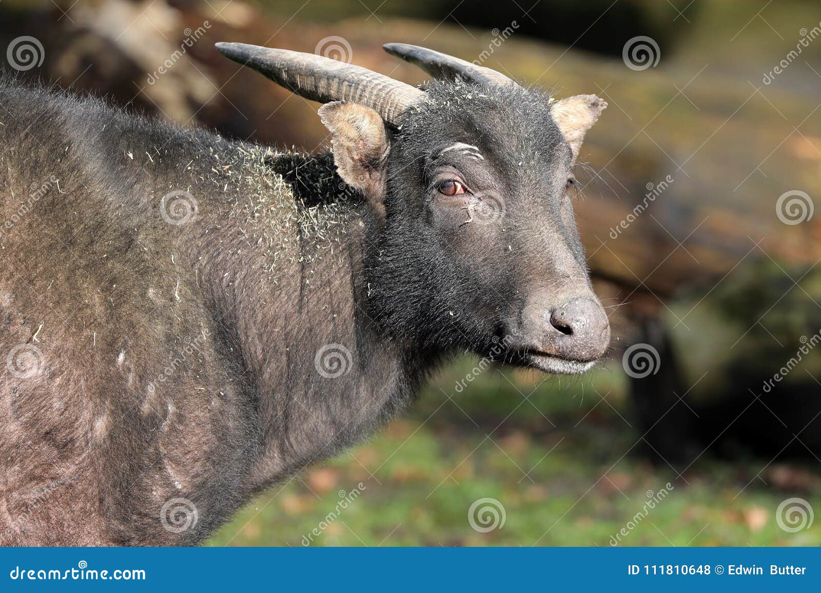 Anoa stock photo. Image of life, nature, indonesian - 111810648