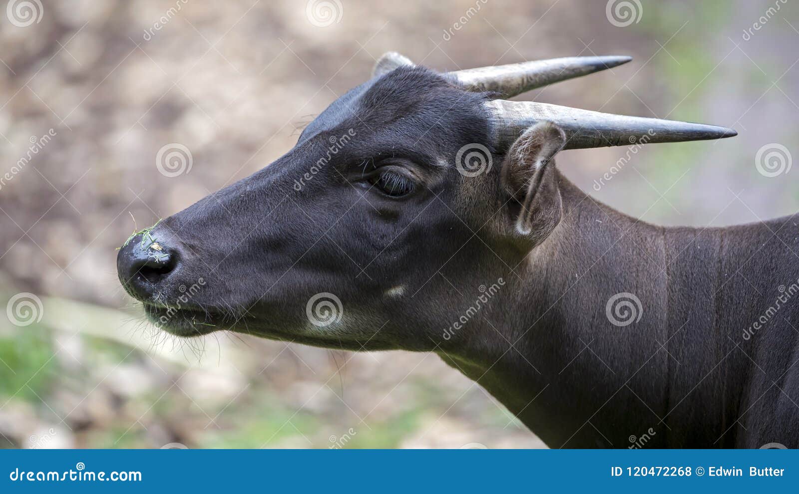 Anoa stock photo. Image of indonesia, bovinae, asian - 120472268