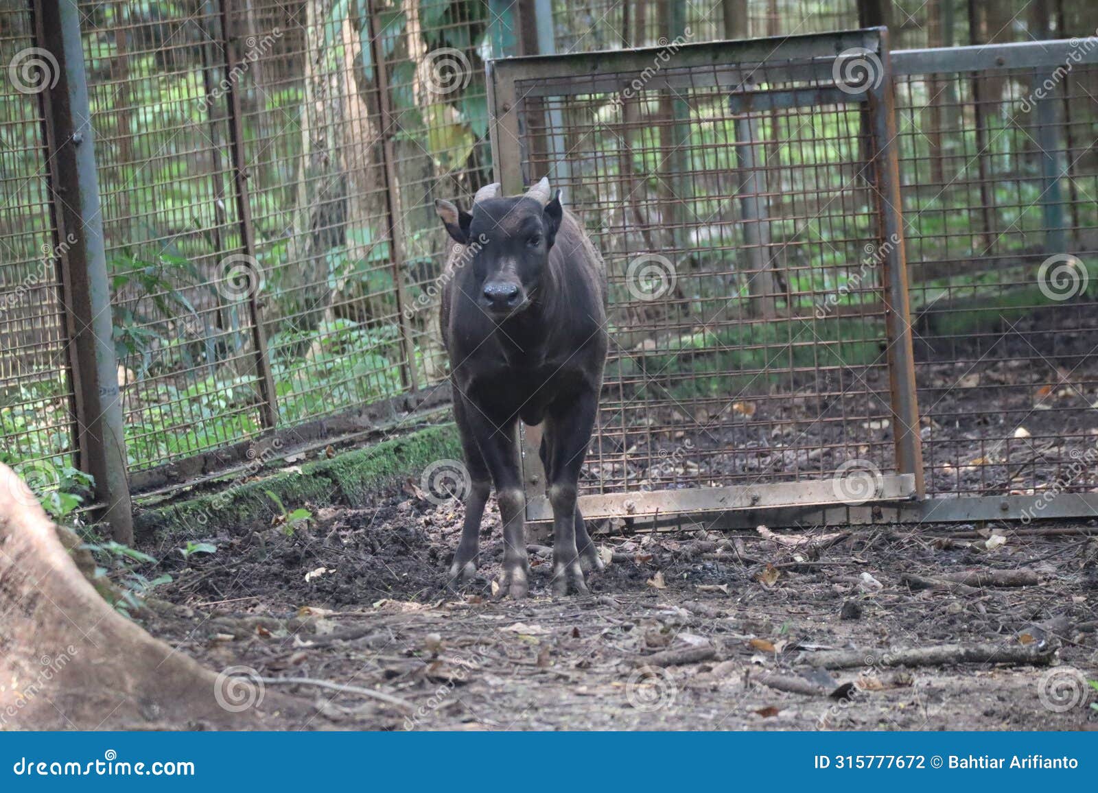 Anoa in a dry stock photo. Image of herd, enclosure - 315777672