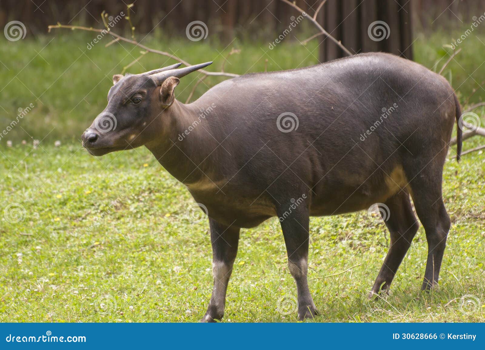 Anoa stock photo. Image of furry, outdoor, indonesia - 30628666