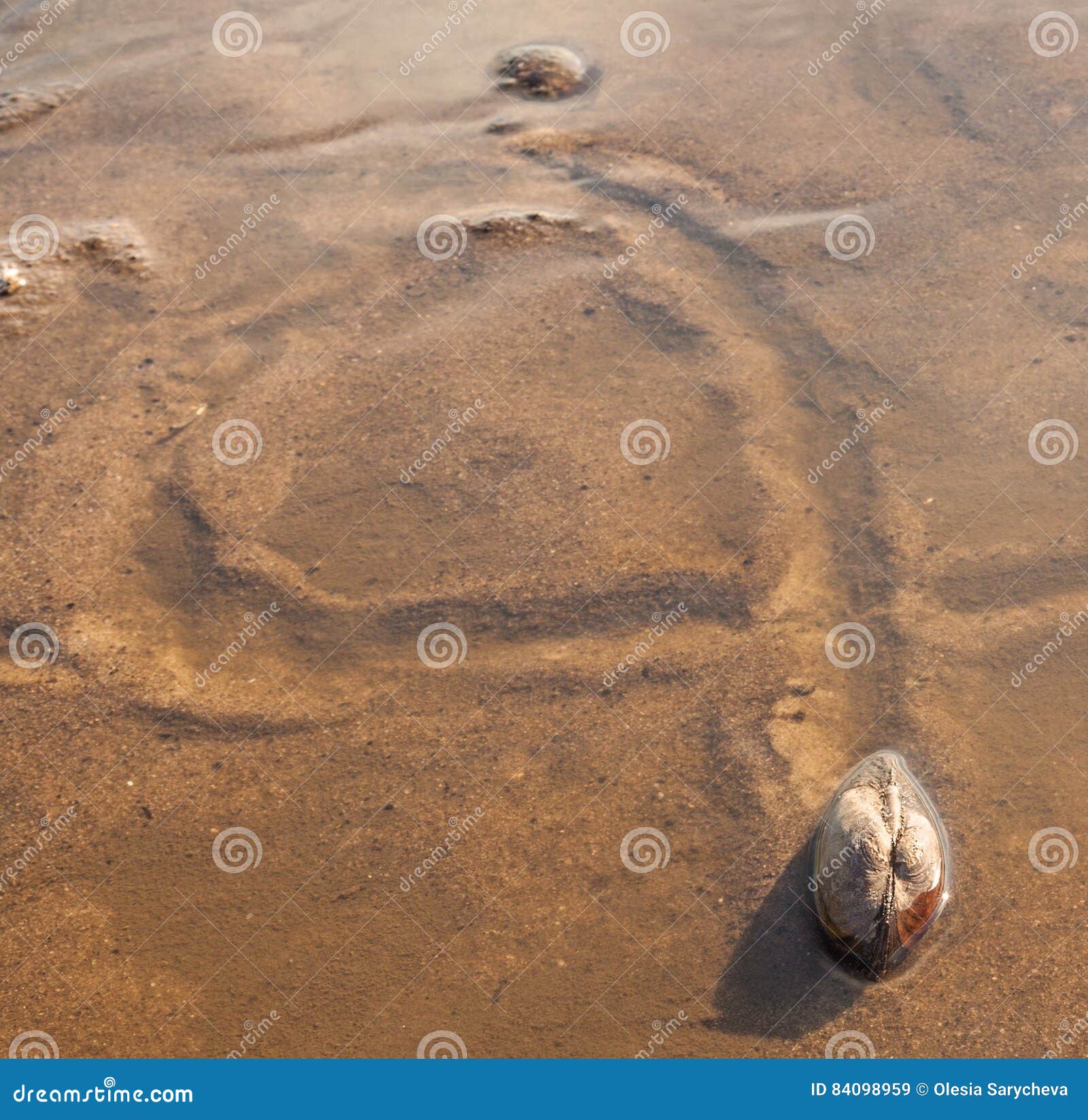Anodonta anatina stock image. Image of outdoors, reflection - 84098959