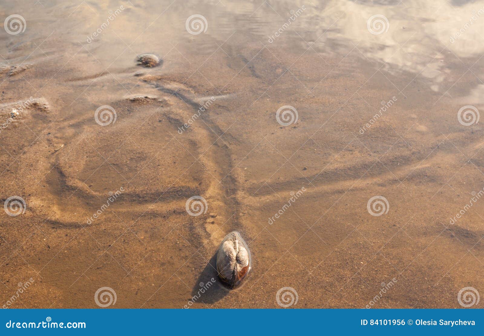Anodonta anatina stock photo. Image of ecological, background - 84101956
