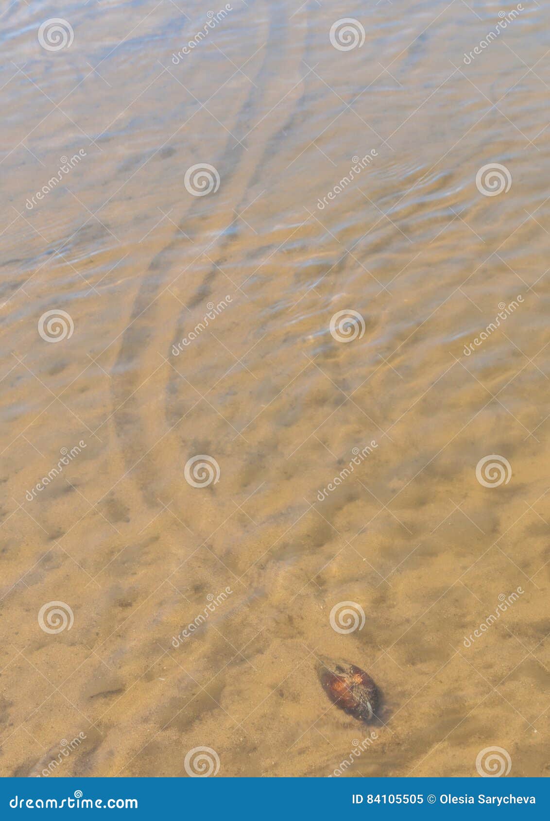 Anodonta anatina stock image. Image of ecology, scenic - 84105505