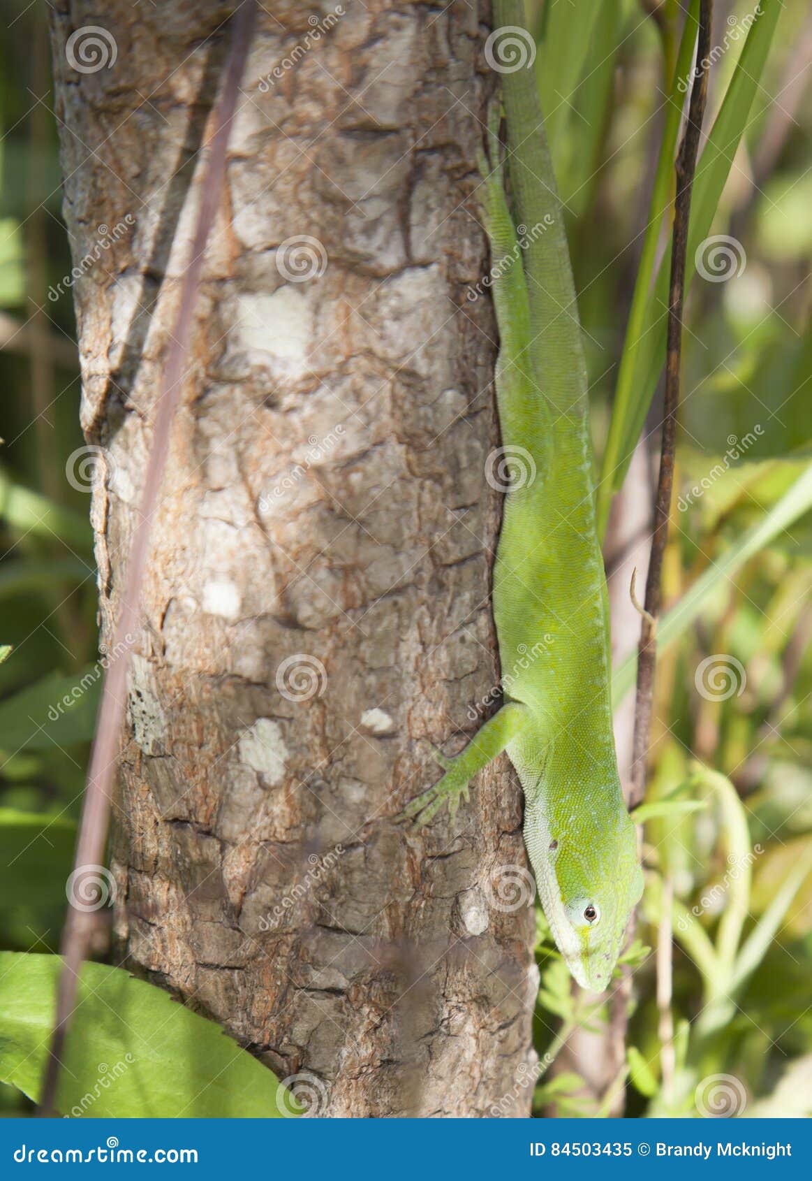 Anole蜥蜴 库存图片. 图片 包括有 扣紧, 自然, 藏品, 爬行, 攀登, 生物, 上升, 户外, 食虫的动物 - 84503435