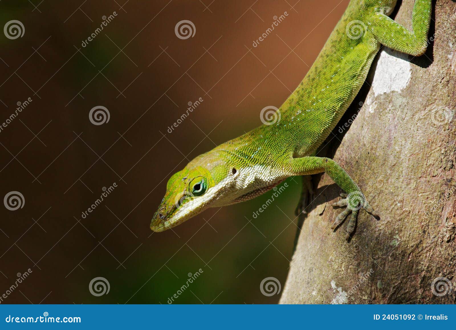 Anole stock photo. Image of wildlife, blue, sharp, anole - 24051092