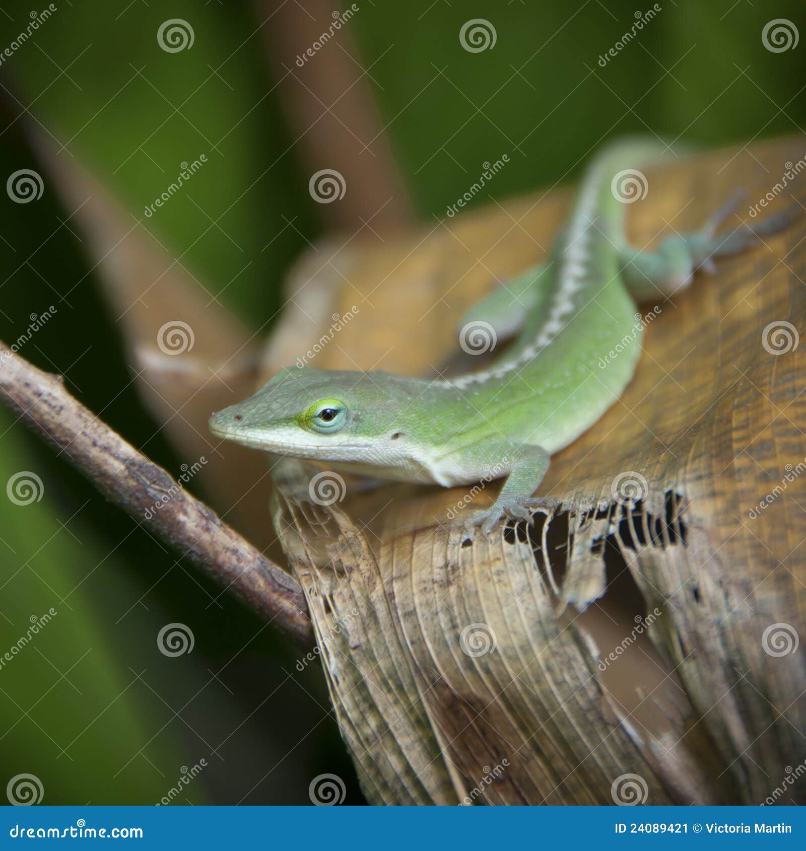 Anole stock image. Image of anolis, wild, anole, lizard - 24089421